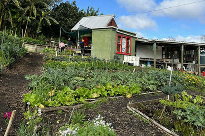 Community gardens and well-being: Growing kai and a sense of community ...
