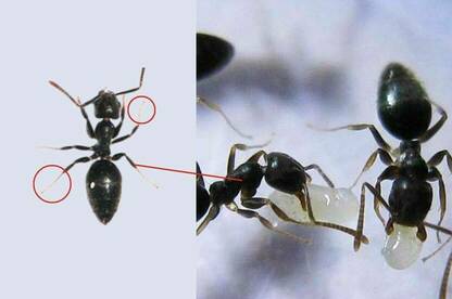 The best ways to get rid of ants in your home - Consumer NZ