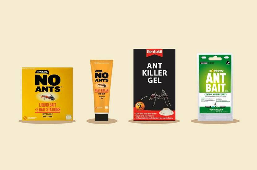 The best ways to get rid of ants in your home - Consumer NZ