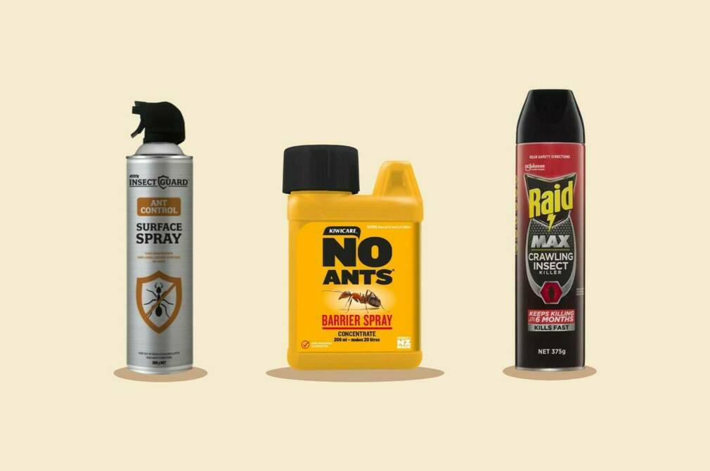 The best ways to get rid of ants in your home - Consumer NZ