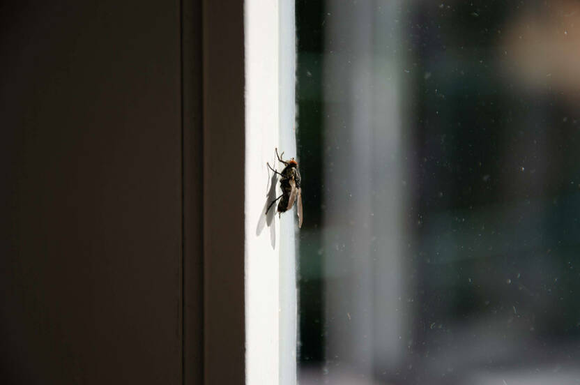 4 ways to keep flies out this summer - Consumer NZ
