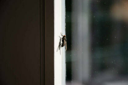 4 ways to keep flies out this summer - Consumer NZ