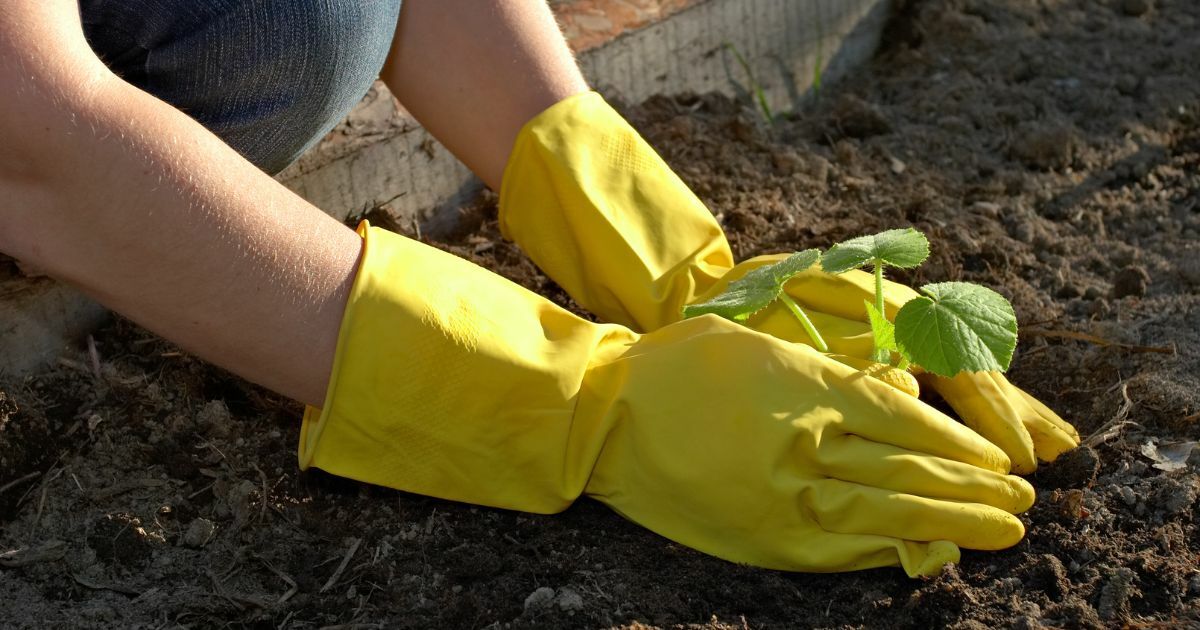 Potting mix and compost: How to keep safe from dangerous bacteria ...