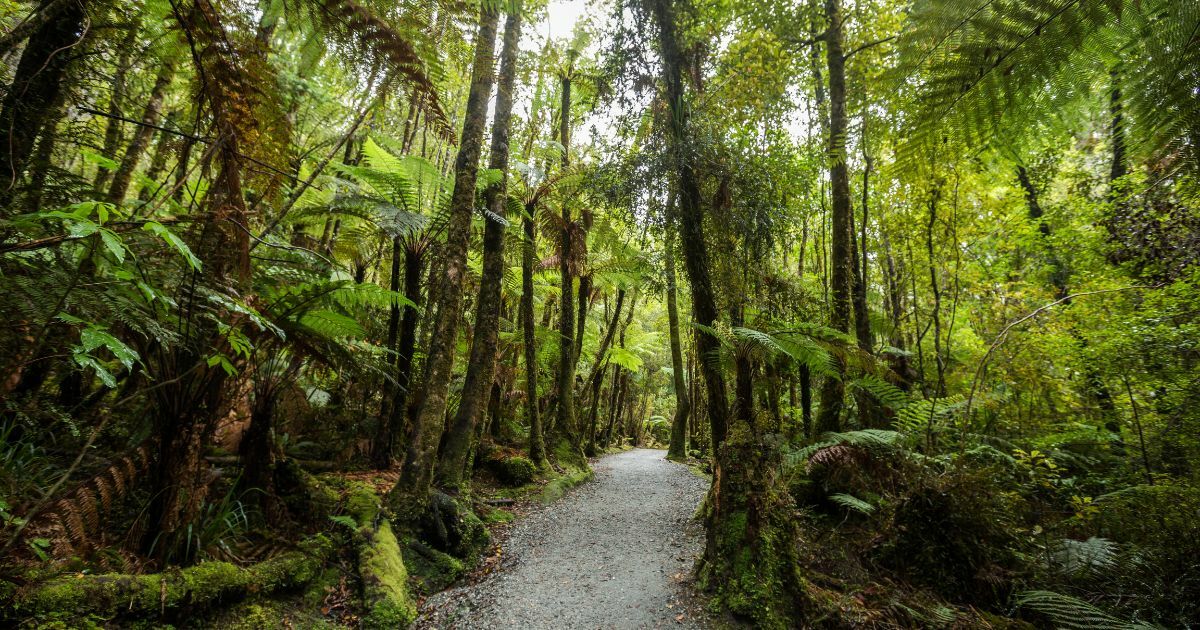 Are our laws enough to protect rongoā Māori from cultural appropriation ...