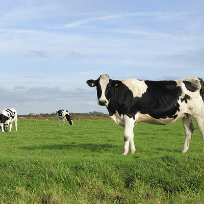 New raw milk regulations take effect - Consumer NZ