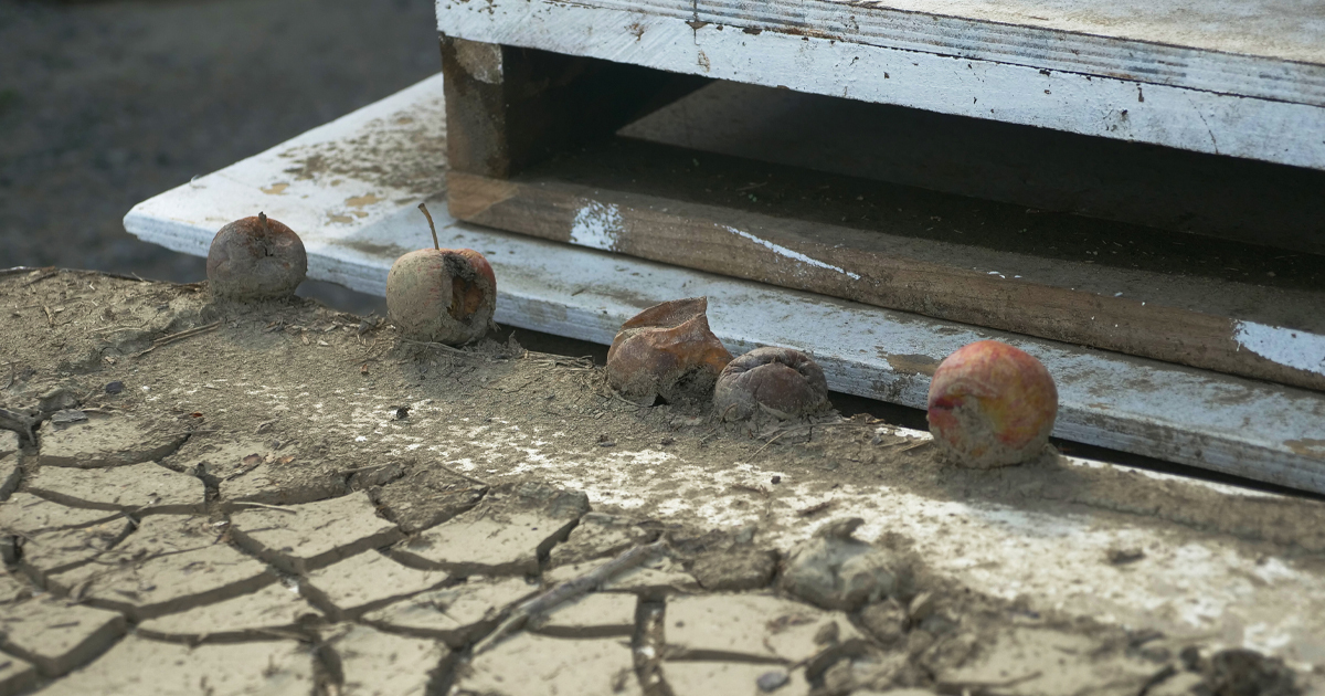 Regrowing New Zealand’s Food Security in the wake of Cyclone Gabrielle ...